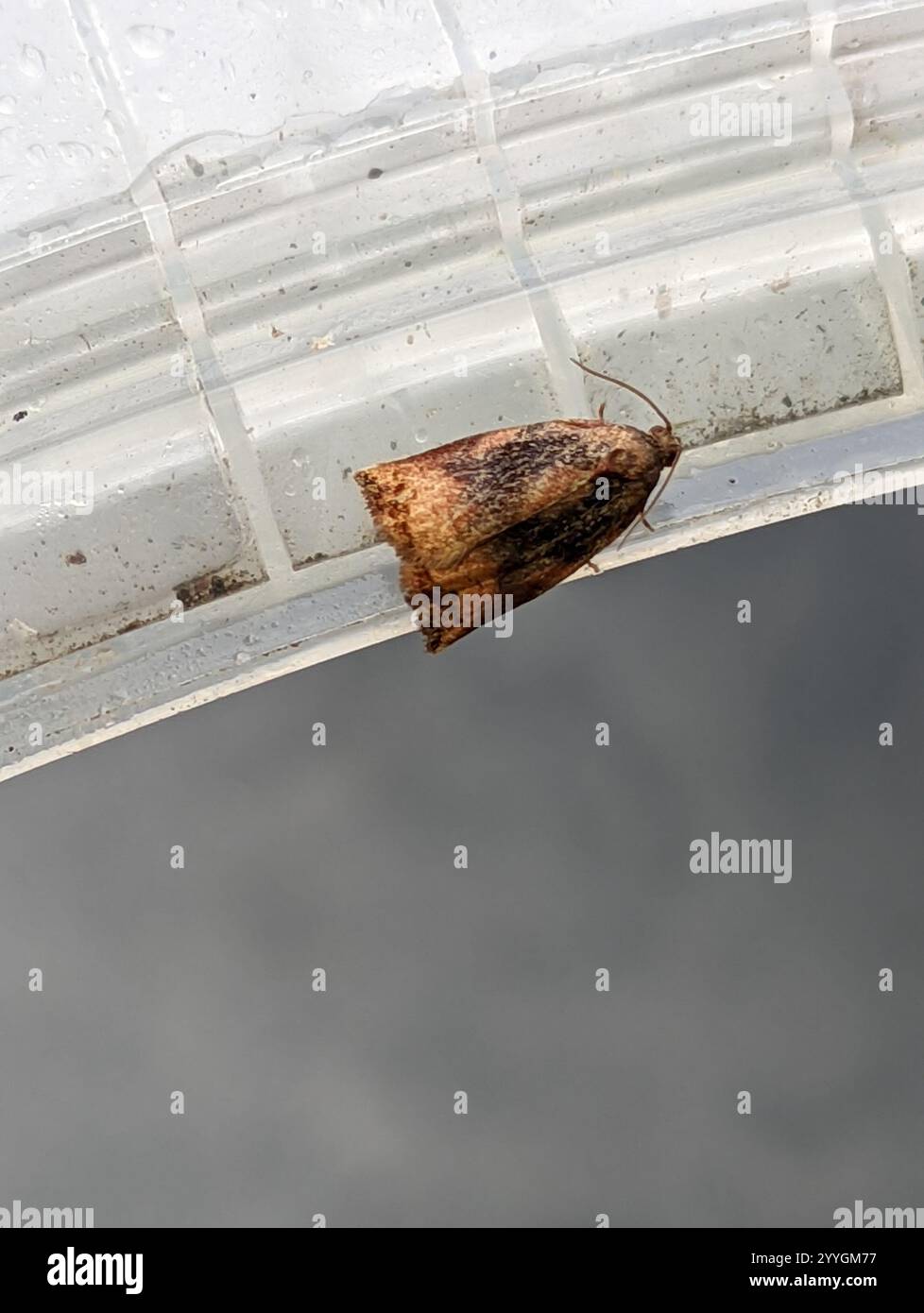 Archips podana hi-res stock photography and images - Alamy