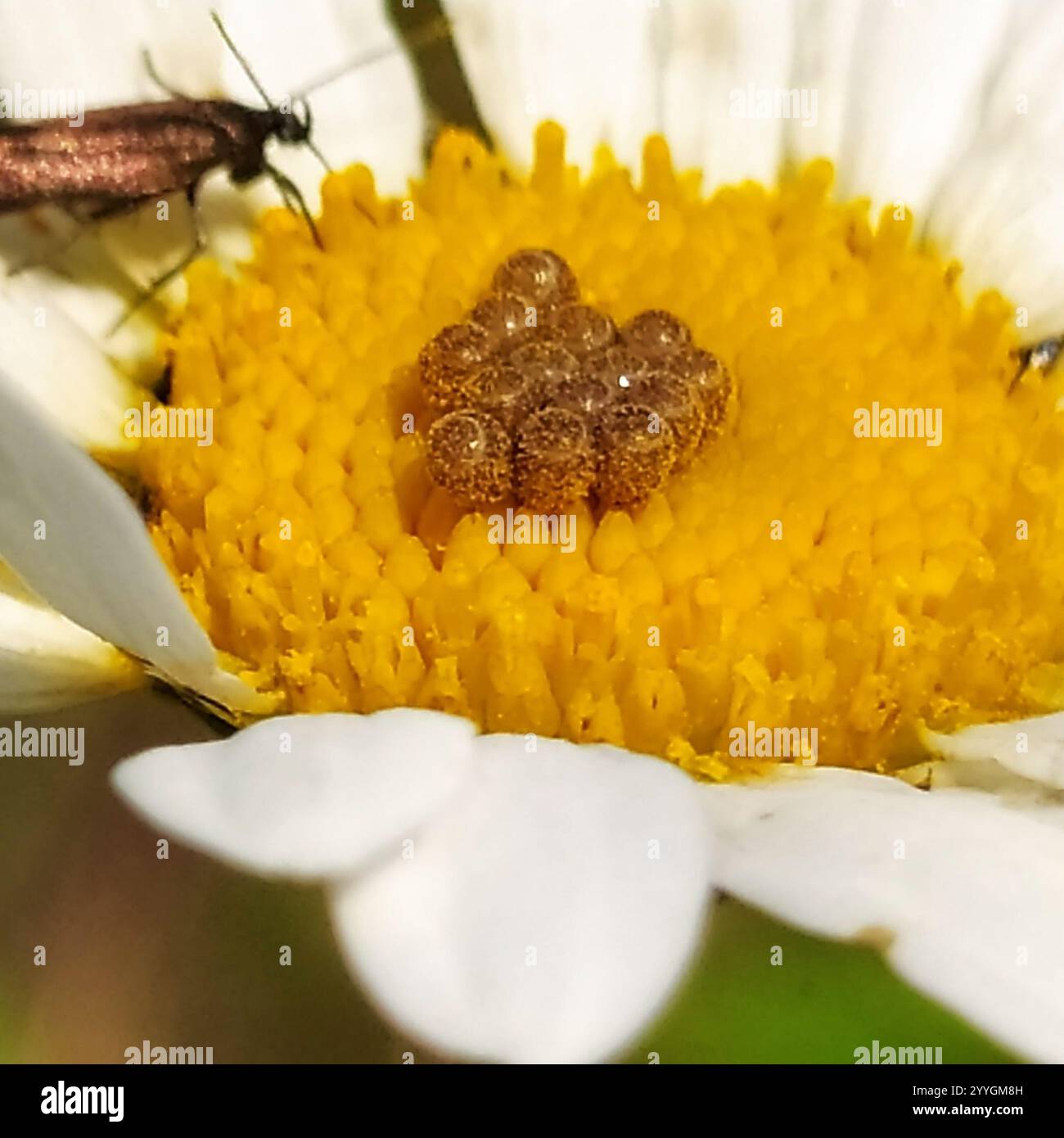 Stink Bugs, Shield Bugs, and Allies (Pentatomoidea Stock Photo - Alamy
