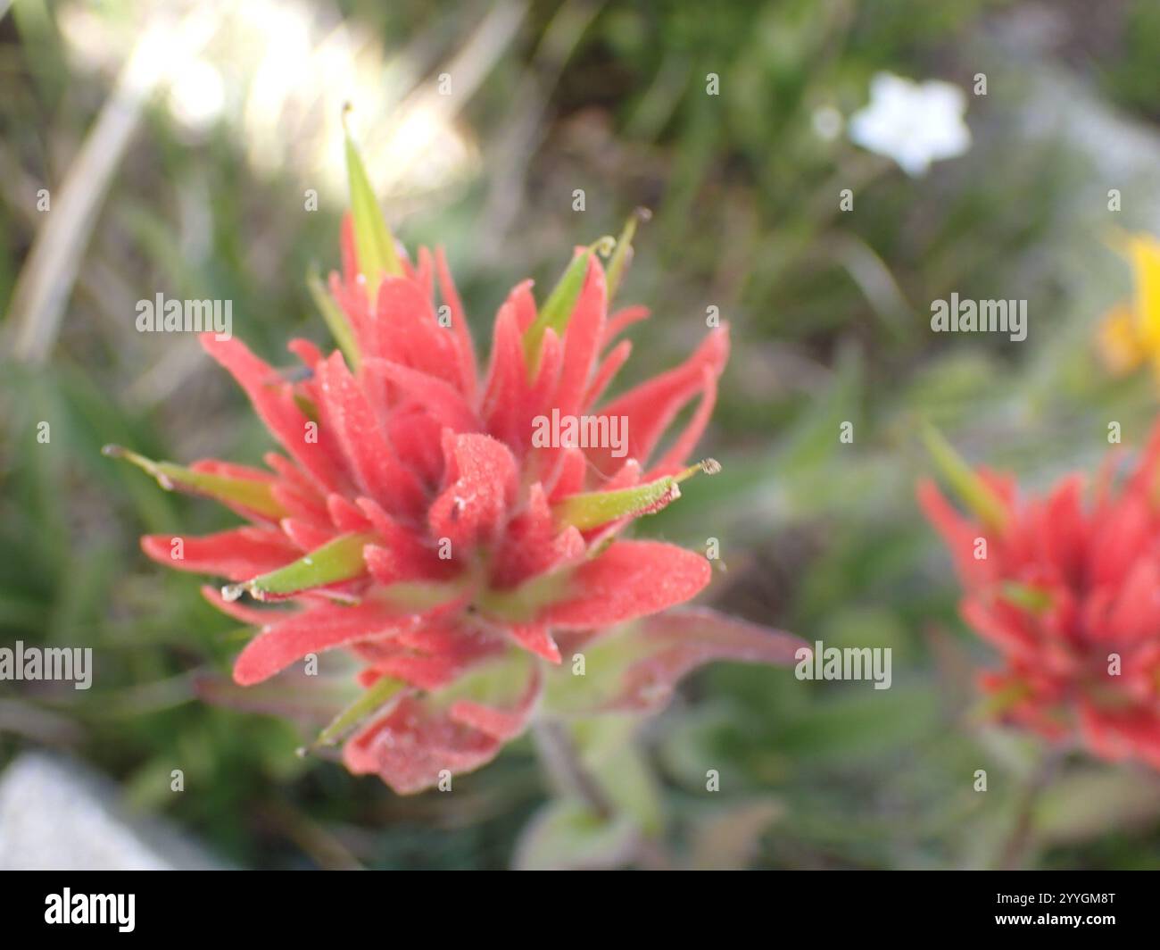 giant red Indian paintbrush (Castilleja miniata Stock Photo - Alamy
