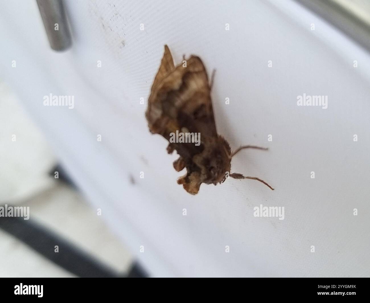 Autographa pulchrina hi-res stock photography and images - Alamy