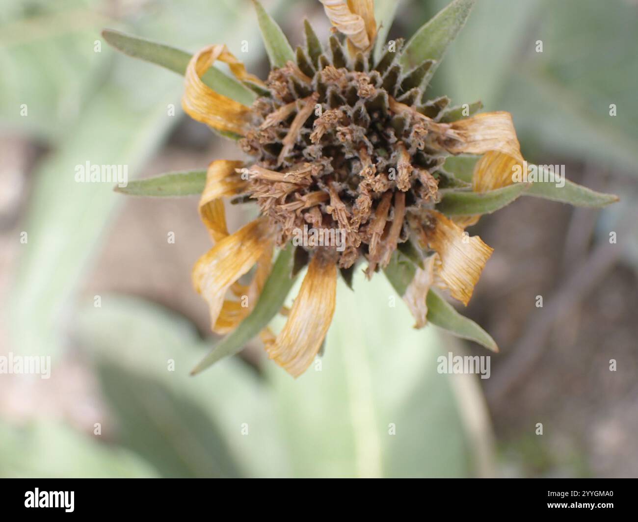 arrowleaf balsamroot (Balsamorhiza sagittata Stock Photo - Alamy