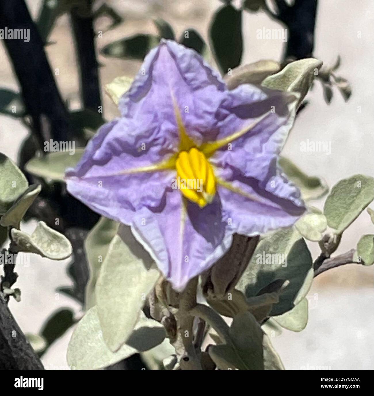Baja California nightshade (Solanum hindsianum Stock Photo - Alamy