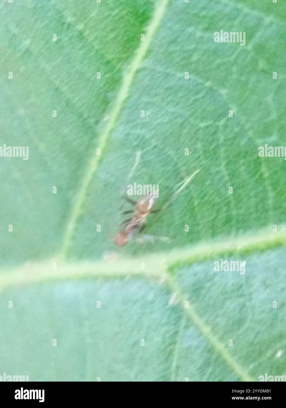 Cecropia Ants and Allies (Azteca Stock Photo - Alamy