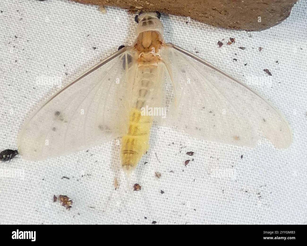 Polymitarcyidae hi-res stock photography and images - Alamy