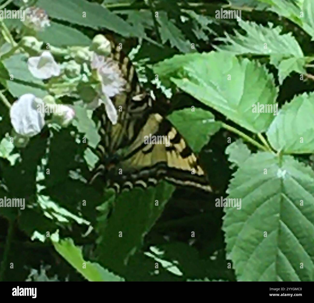 Western Tiger Swallowtail (Papilio rutulus Stock Photo - Alamy