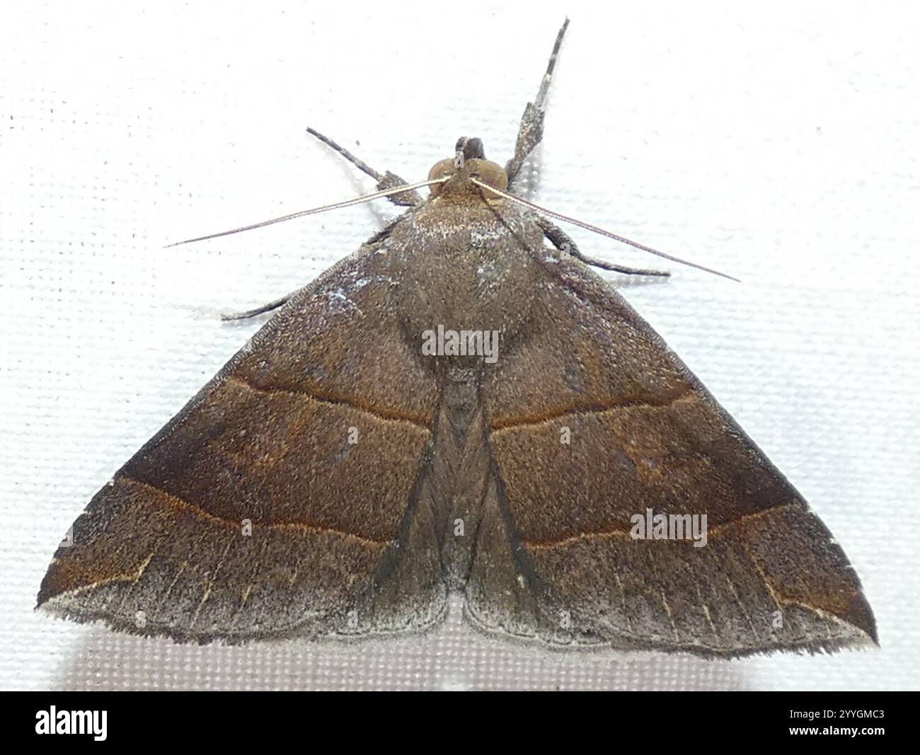 Maple Looper Moth (Parallelia bistriaris Stock Photo - Alamy