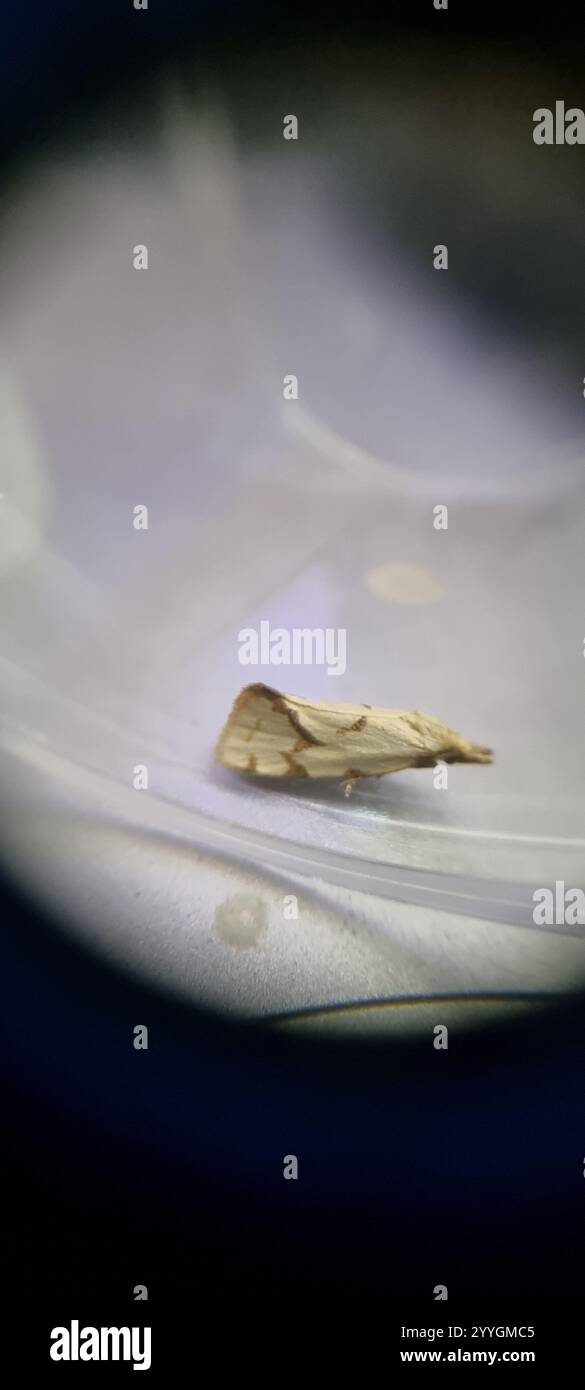 Common Yellow Conch (Agapeta hamana Stock Photo - Alamy