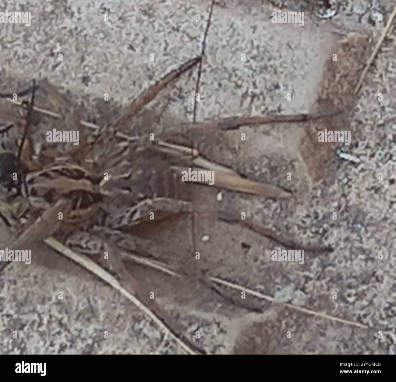 Radiated Wolf Spider (Hogna radiata Stock Photo - Alamy