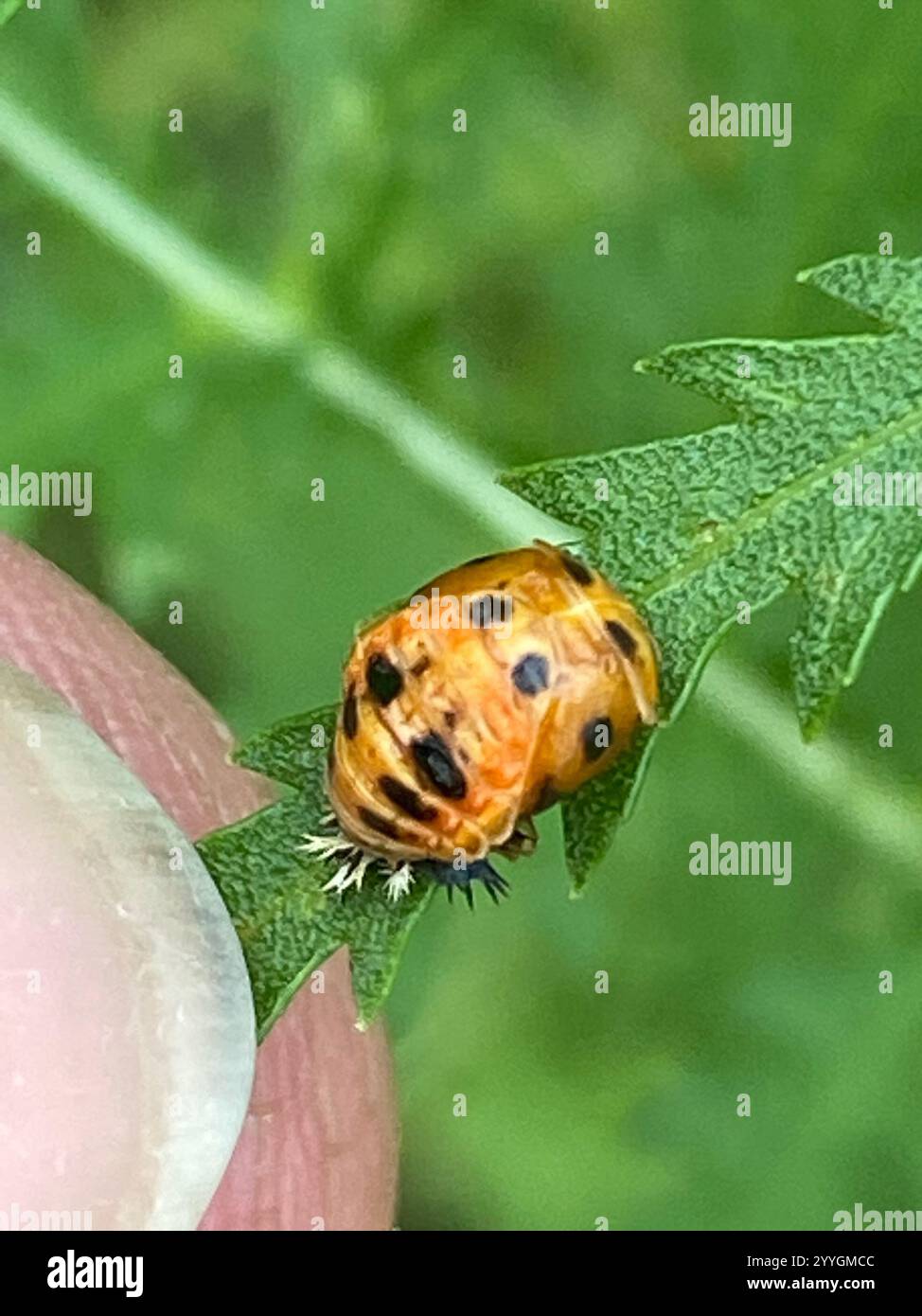 Asian Lady Beetle (Harmonia axyridis Stock Photo - Alamy