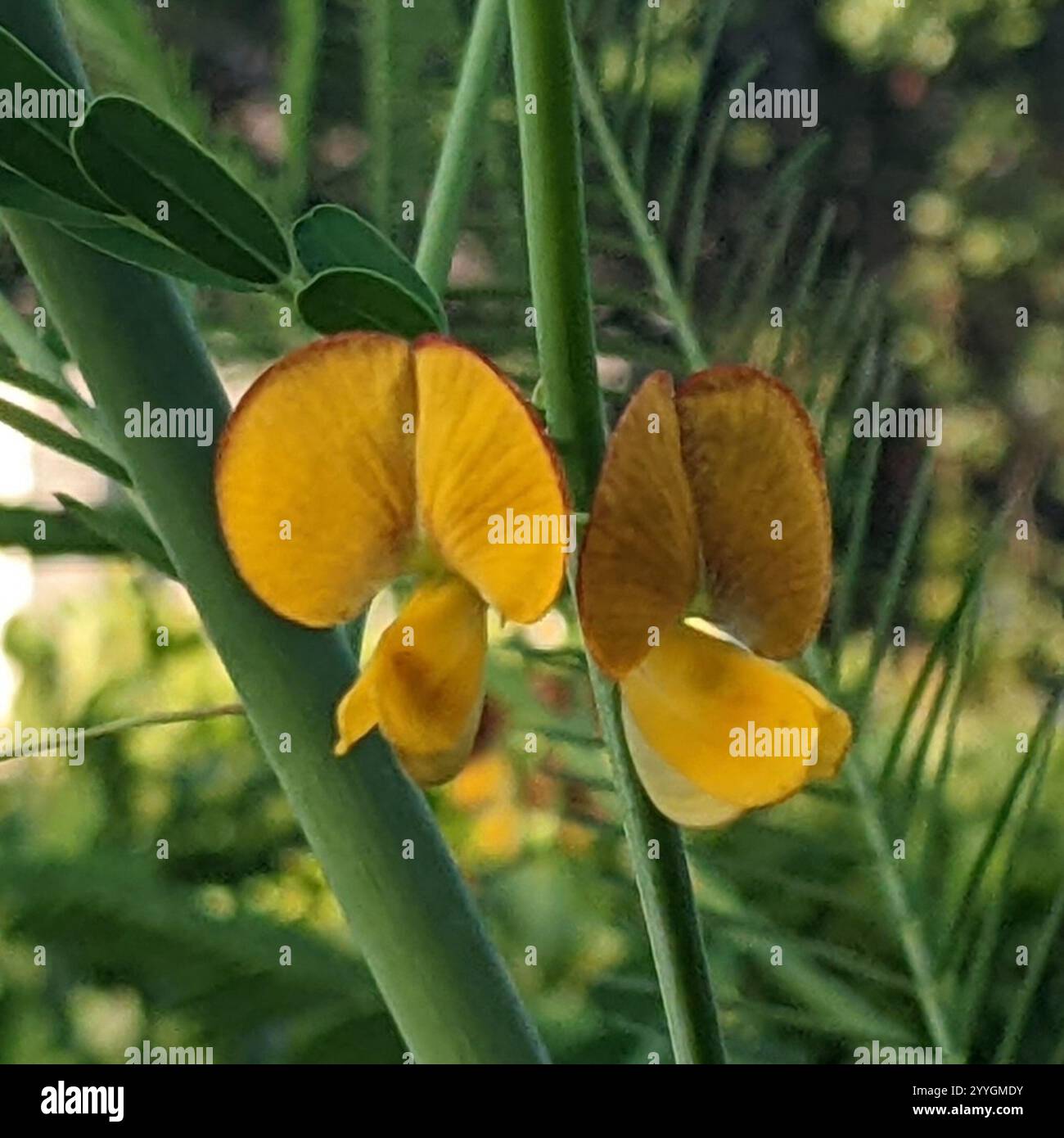 bigpod sesbania (Sesbania herbacea Stock Photo - Alamy