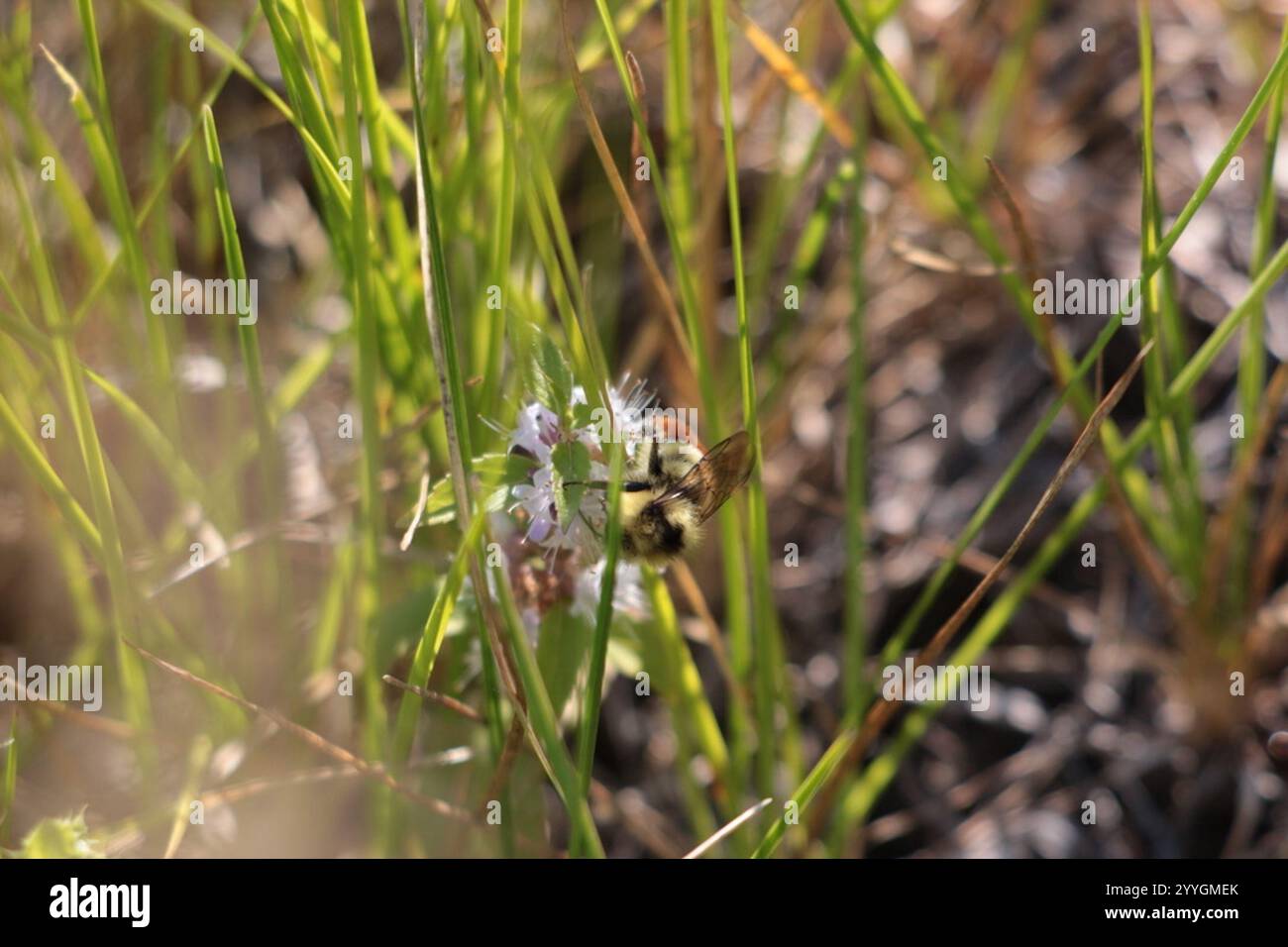 Bombus centralis hi-res stock photography and images - Alamy