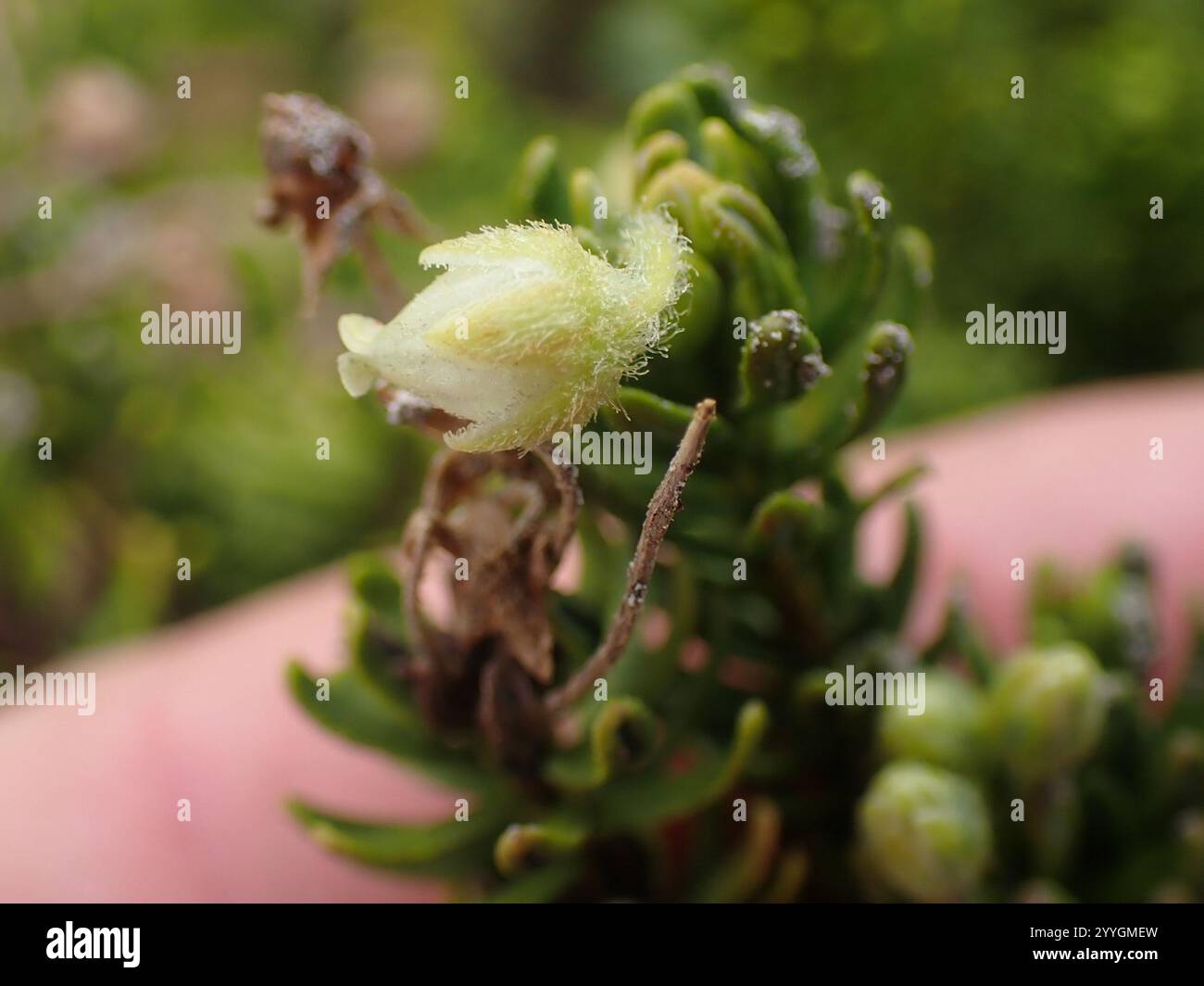 Yellow Mountain-heath (Phyllodoce glanduliflora Stock Photo - Alamy