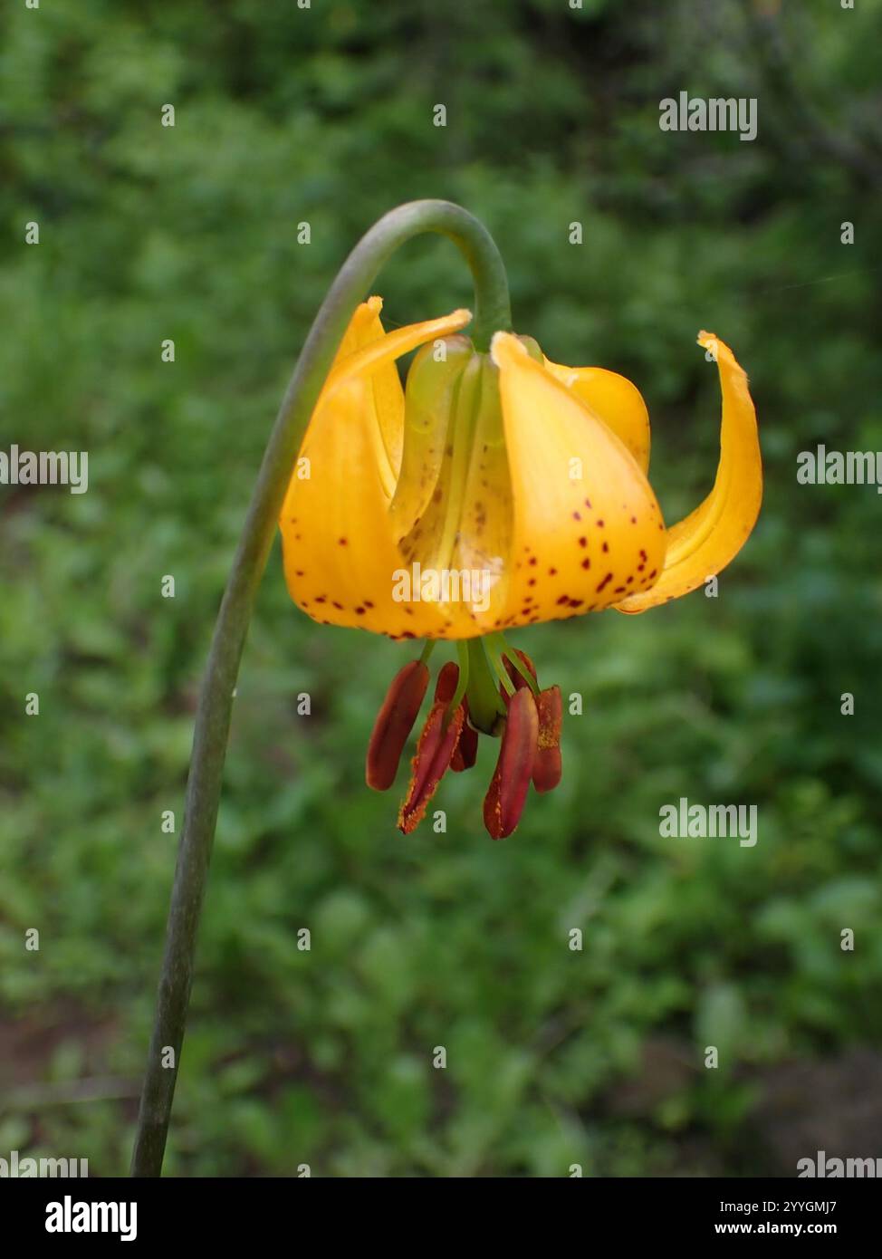 Columbia lily (Lilium columbianum Stock Photo - Alamy