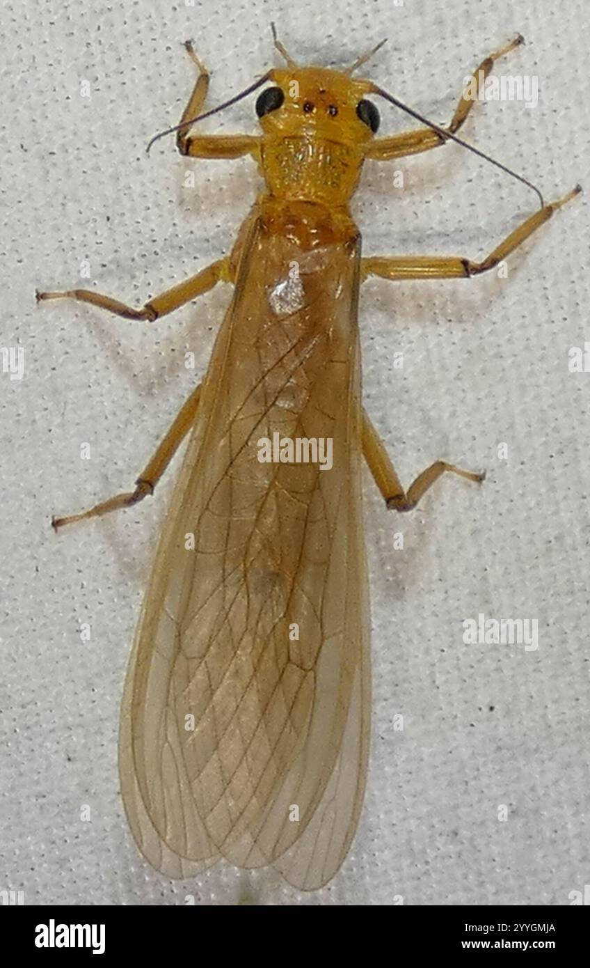 Common Stoneflies (Perlidae Stock Photo - Alamy