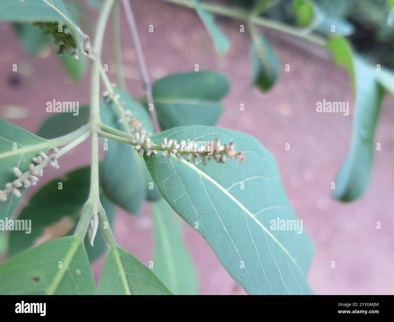 bushwillow family (Combretaceae Stock Photo - Alamy