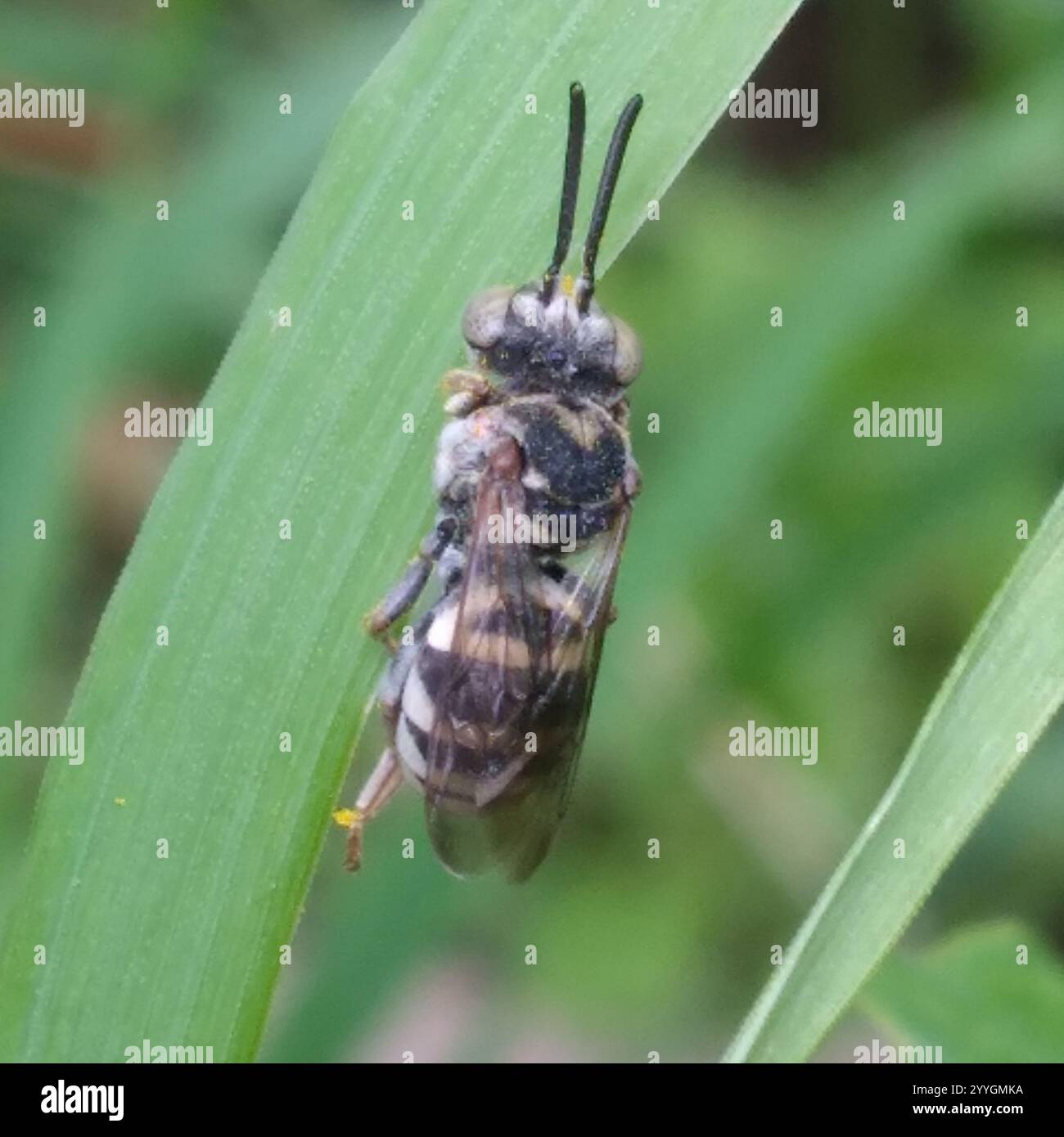 Compact Cellophane-Cuckoo (Epeolus compactus Stock Photo - Alamy