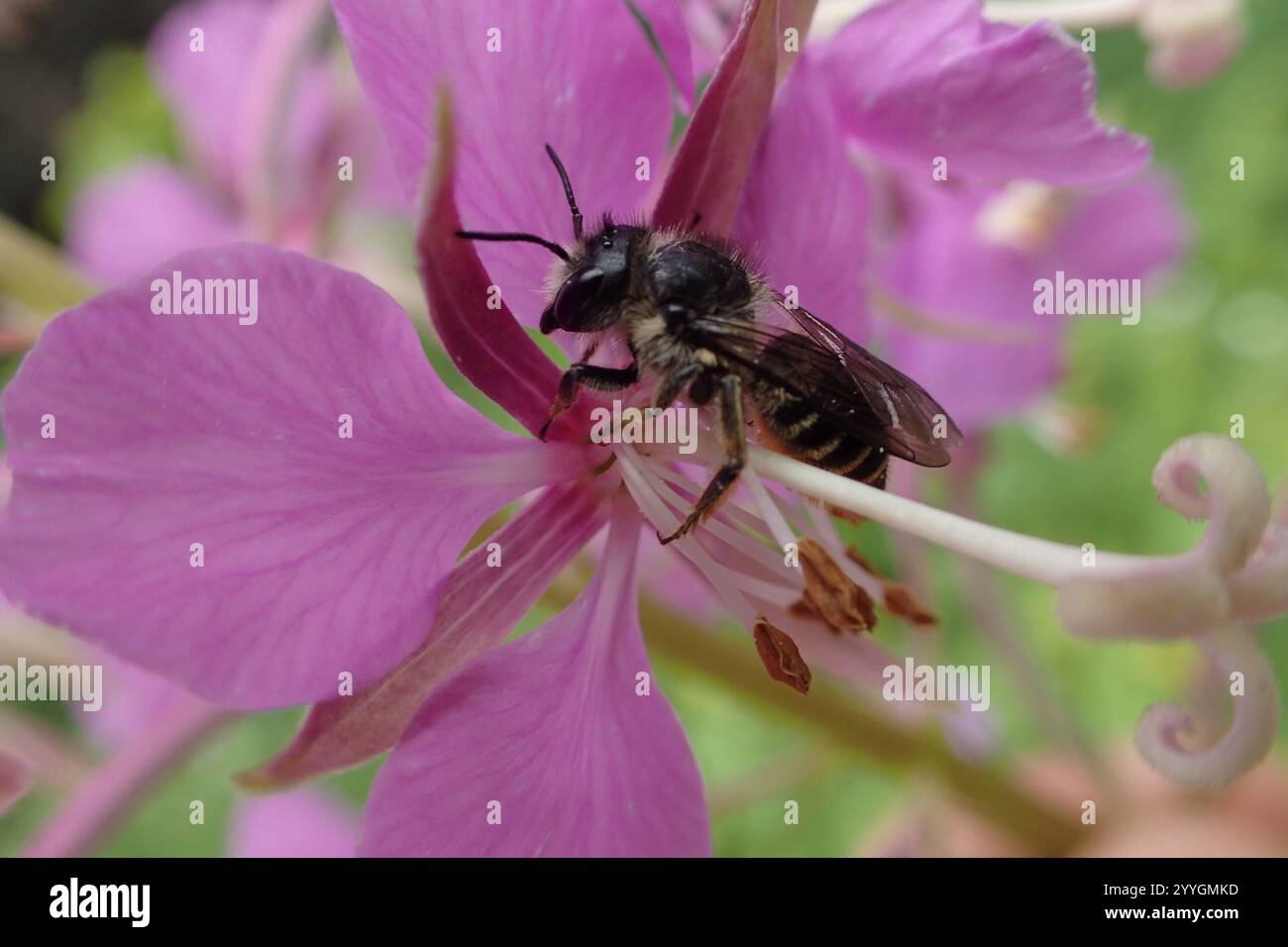 Golden-tailed Leafcutter Bee (Megachile relativa Stock Photo - Alamy