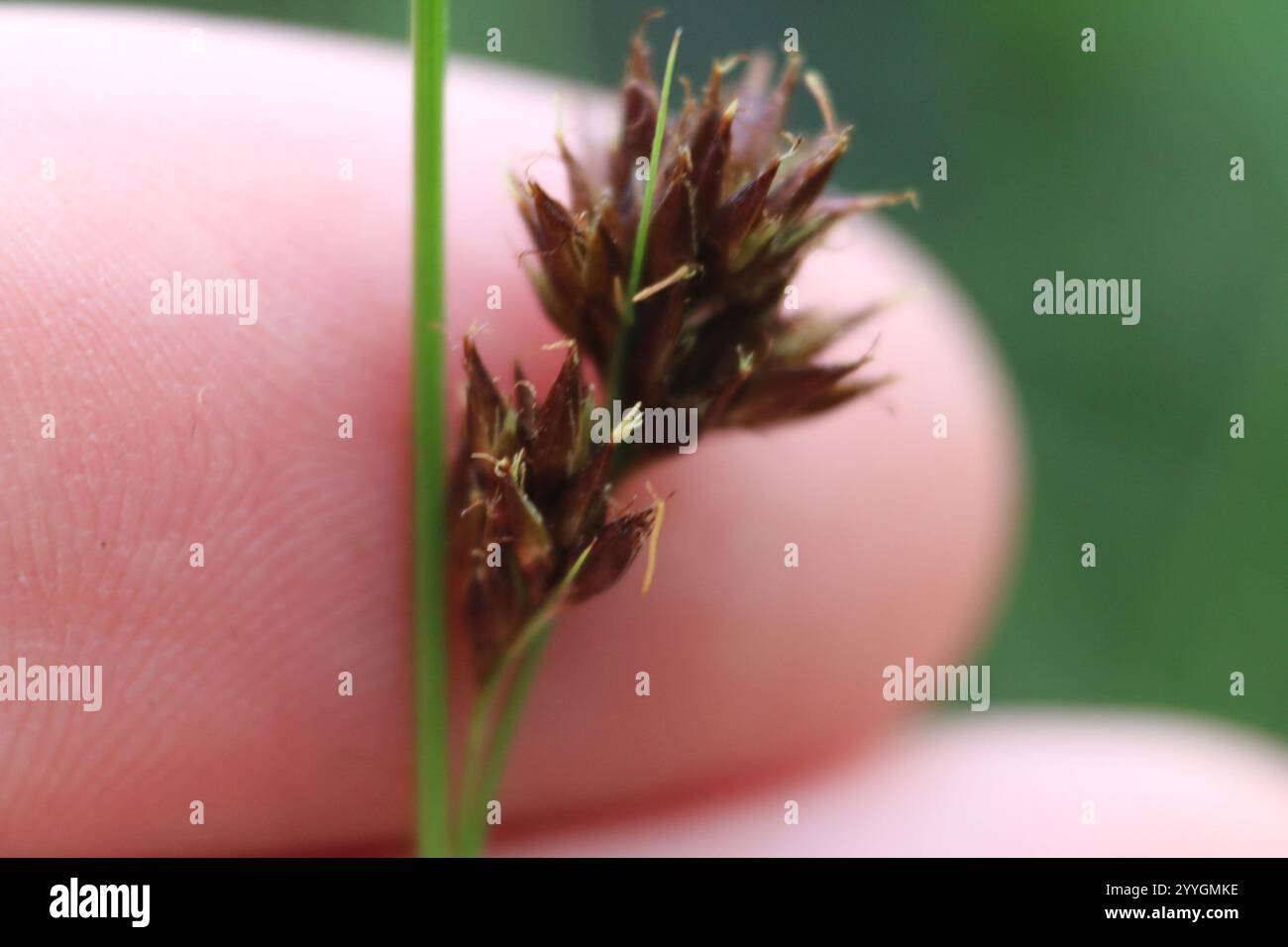 Capitellata hi-res stock photography and images - Alamy