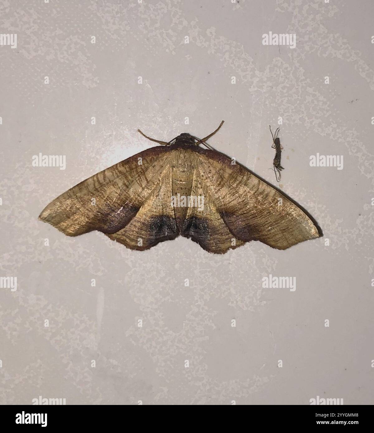 Scorched Wing (Plagodis dolabraria Stock Photo - Alamy