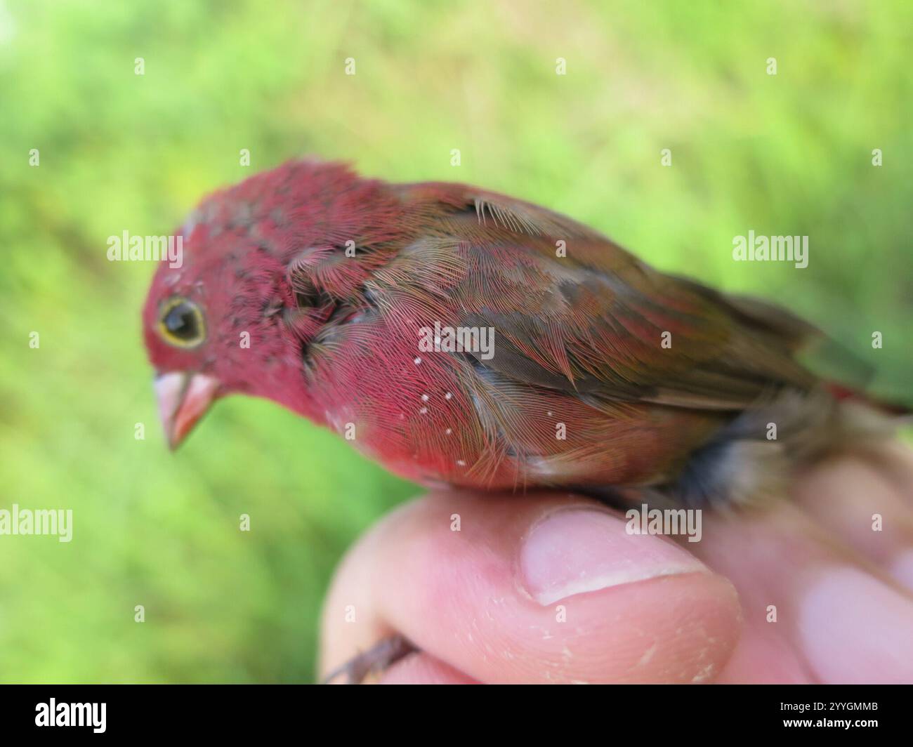 Red-billed Firefinch (Lagonosticta senegala Stock Photo - Alamy
