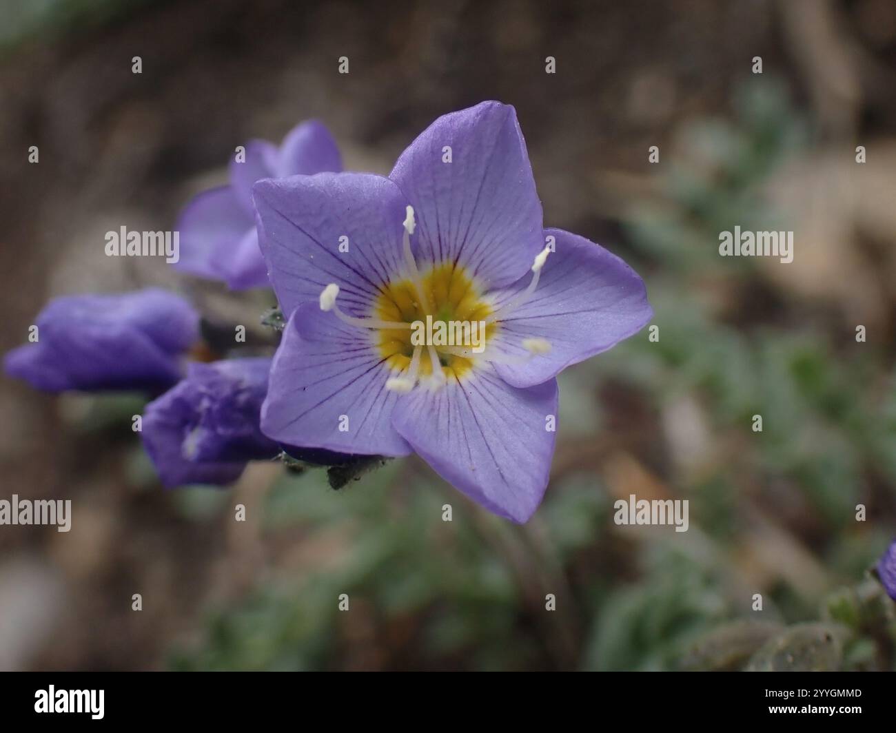 (Polemonium pulcherrimum pulcherrimum Stock Photo - Alamy