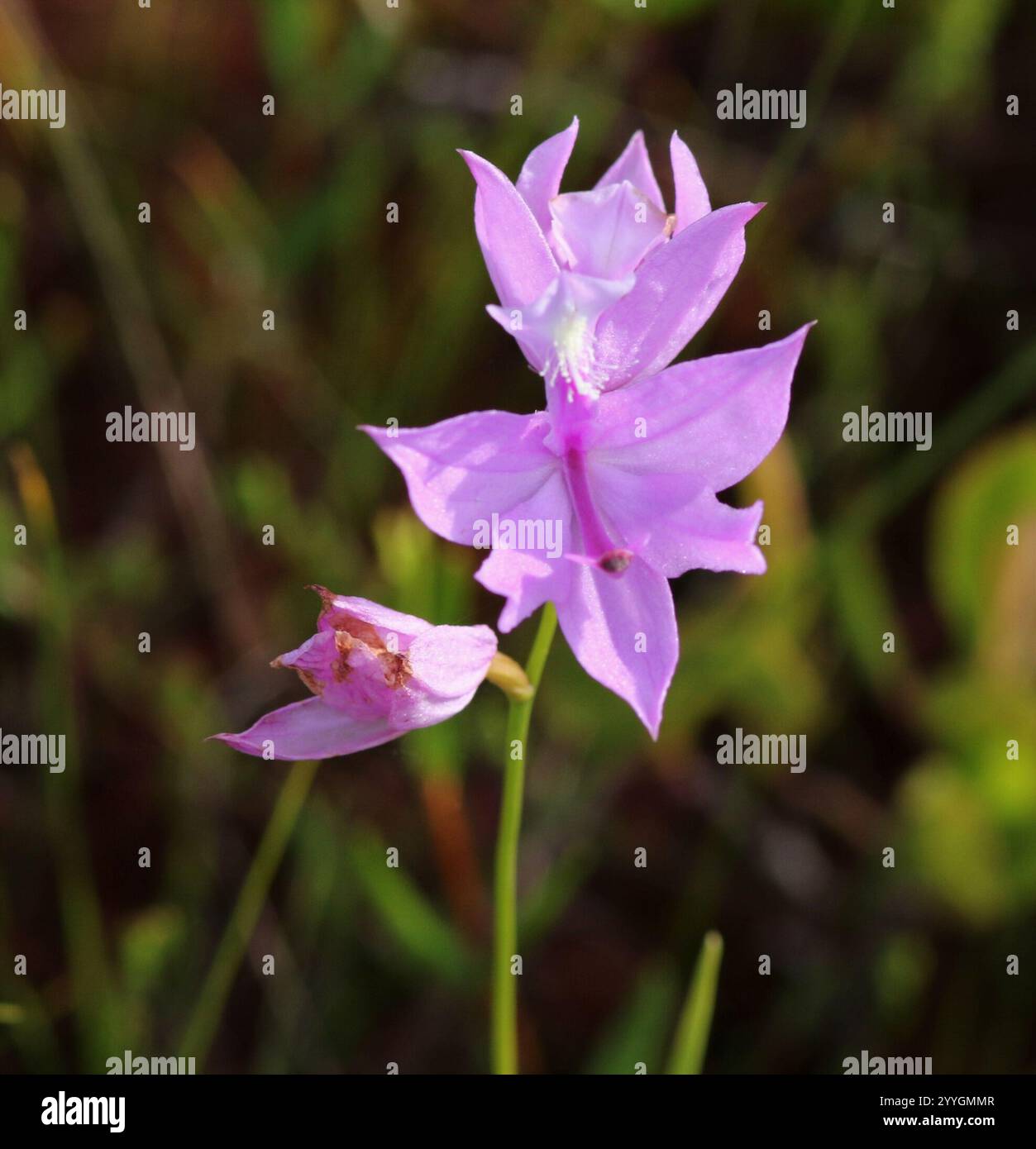 Tuberous Grasspink (Calopogon tuberosus Stock Photo - Alamy