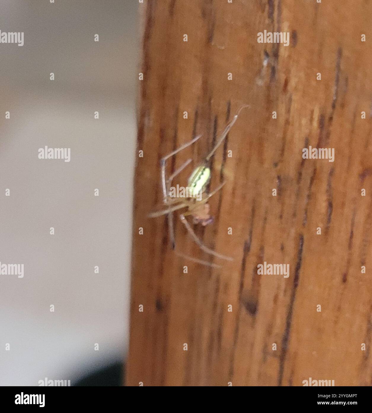 Common candy-striped spider (Enoplognatha ovata Stock Photo - Alamy