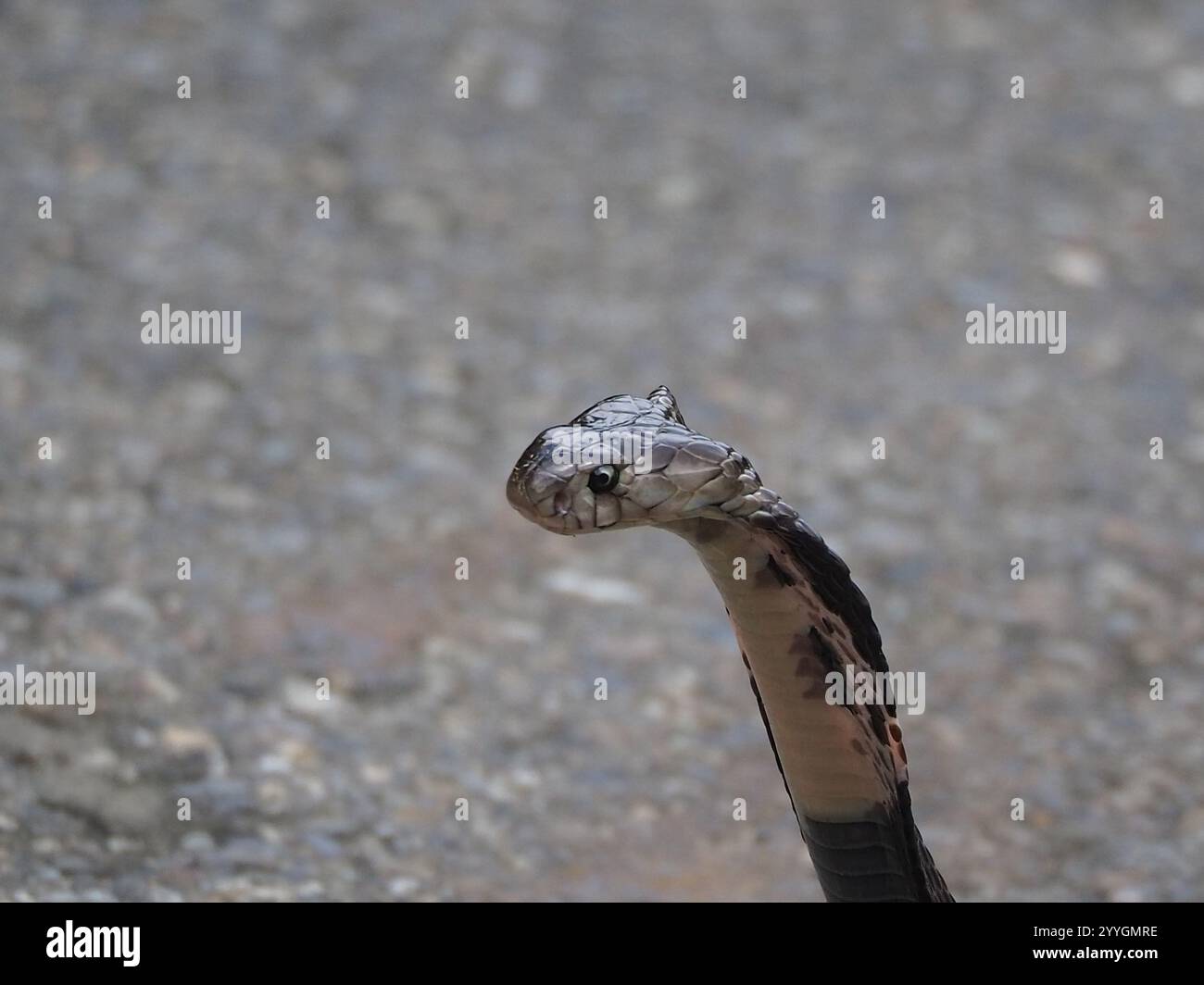 Chinese Cobra (Naja atra Stock Photo - Alamy