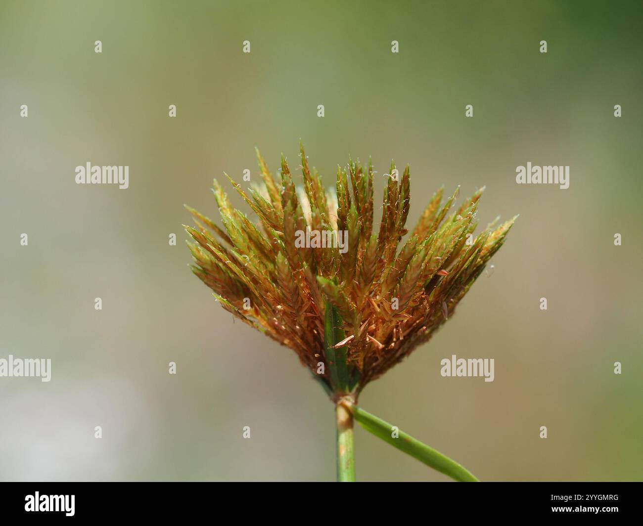 Bunchy flat-sedge (Cyperus polystachyos Stock Photo - Alamy