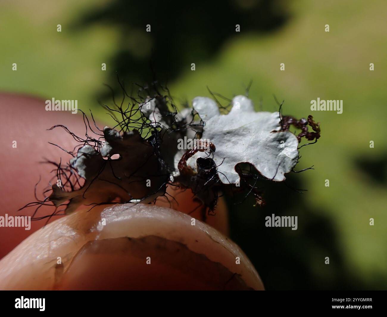 Ruffle Lichens (Parmotrema Stock Photo - Alamy