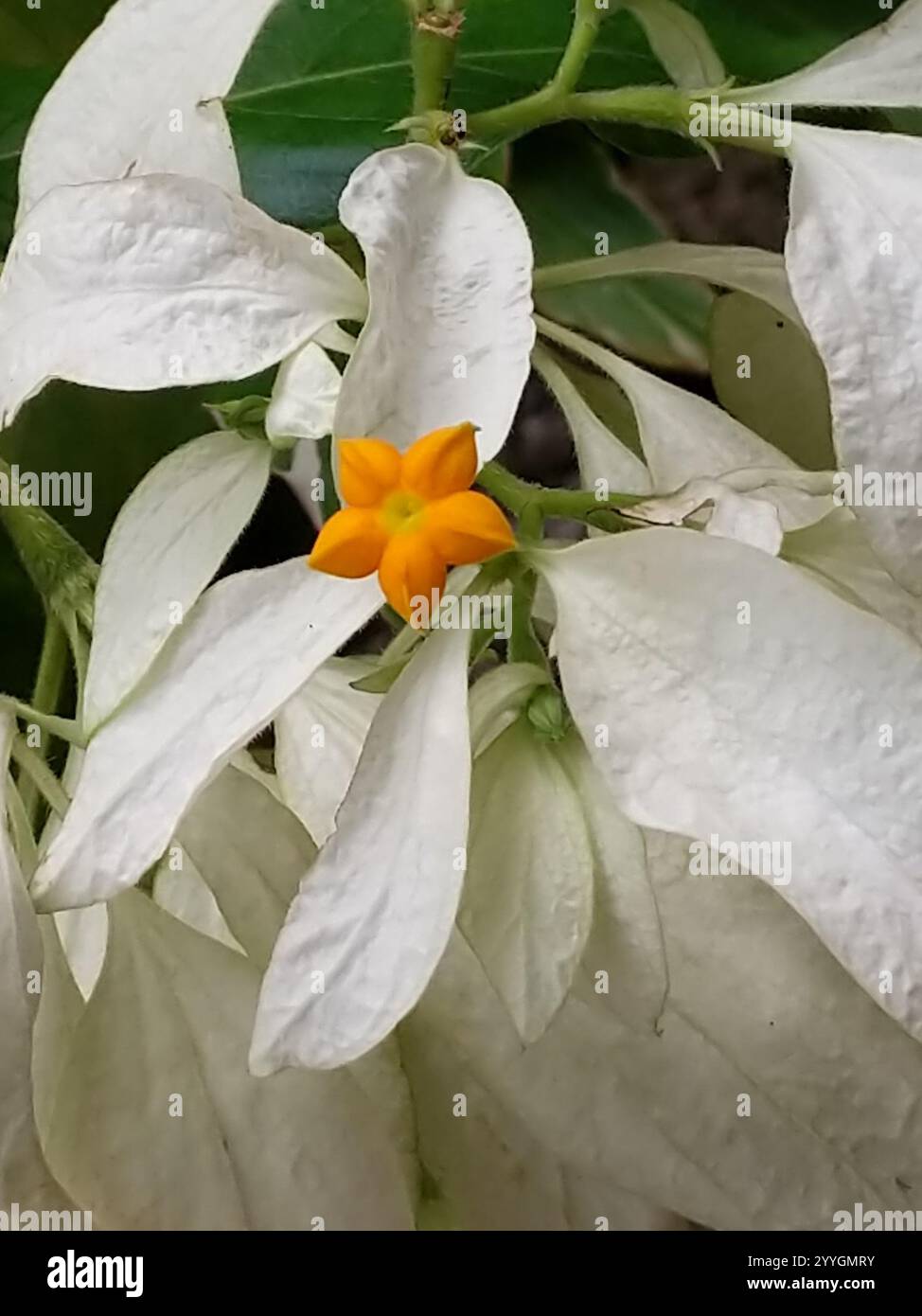 queen of Philippines (Mussaenda philippica Stock Photo - Alamy