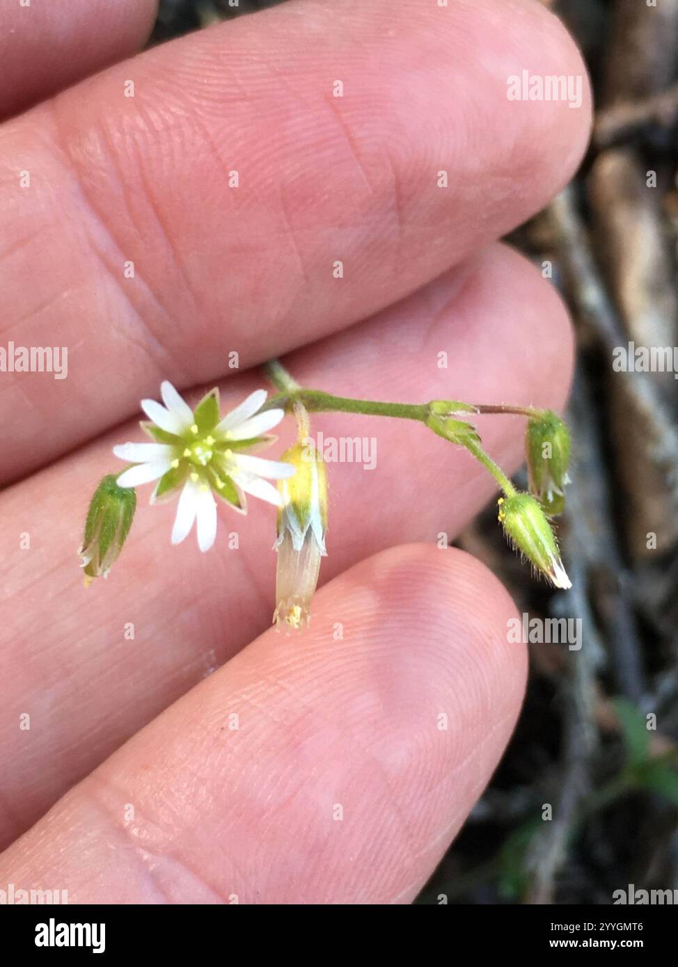 Common mouse-ear chickweed (Cerastium fontanum Stock Photo - Alamy
