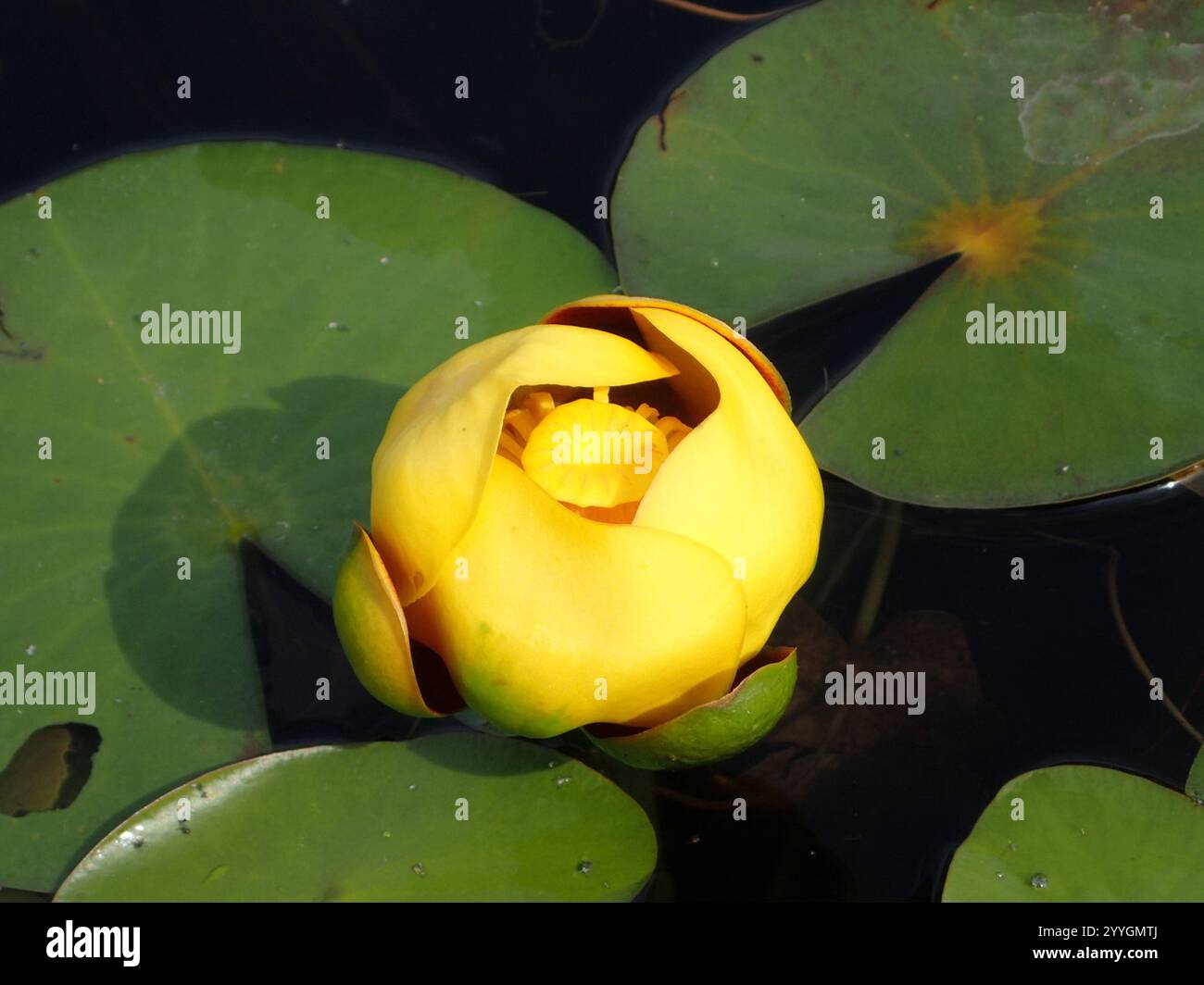 Nuphar variegata hi-res stock photography and images - Alamy