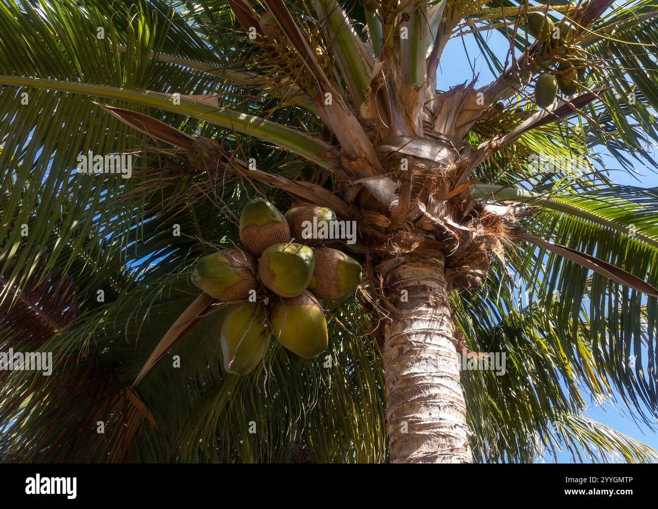 Palm tree (cocos nucifera) in Caribbean with fruits Stock Photo - Alamy