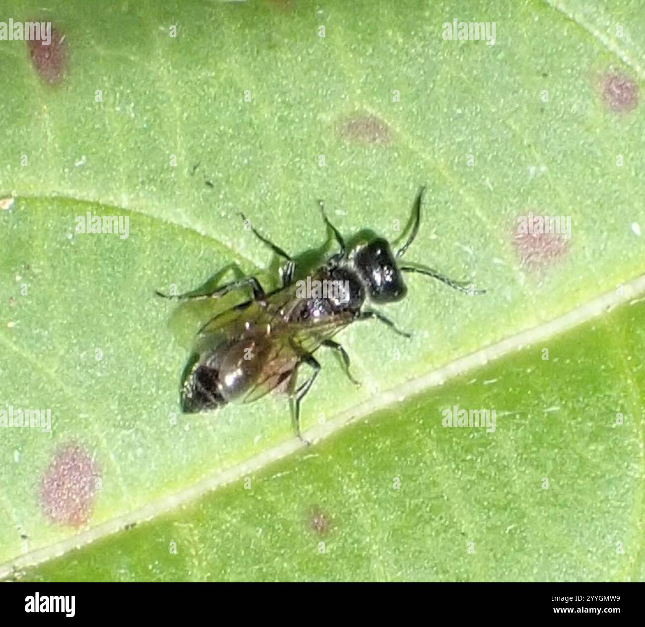 Typical Aphid Wasps (Pemphredon Stock Photo - Alamy