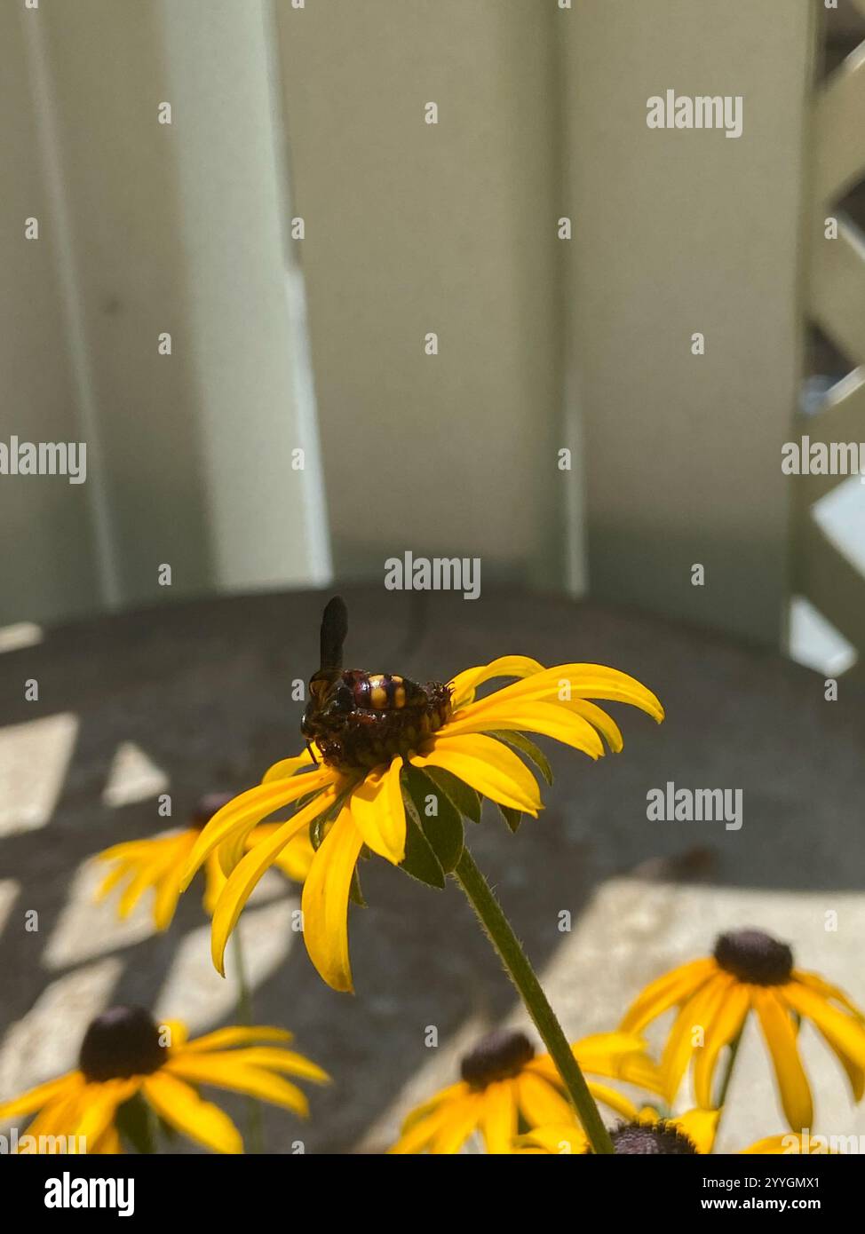 Noble Scoliid Wasp (Scolia nobilitata Stock Photo - Alamy