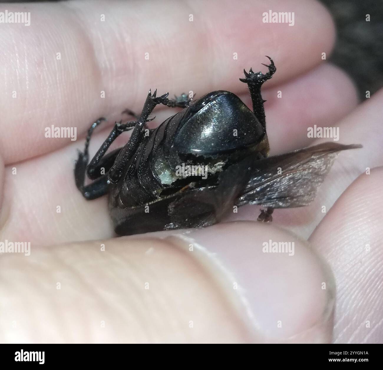 Typical Hermit Beetles (Osmoderma Stock Photo - Alamy