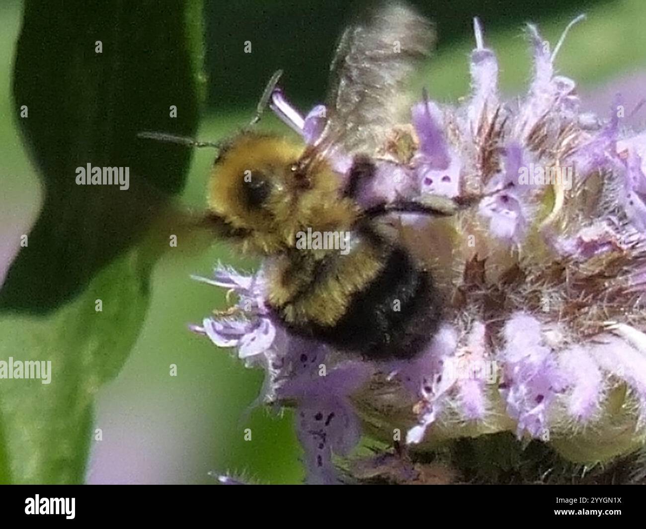 Two-spotted Bumble Bee (Bombus bimaculatus Stock Photo - Alamy
