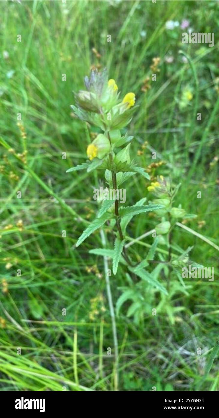 Little Yellow Rattle (Rhinanthus groenlandicus Stock Photo - Alamy