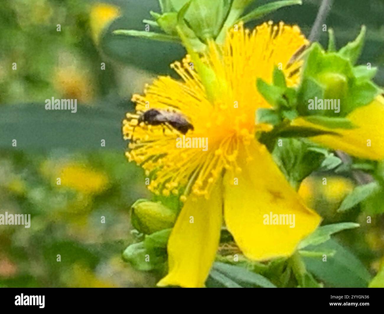 Masked Bees (Hylaeus Stock Photo - Alamy