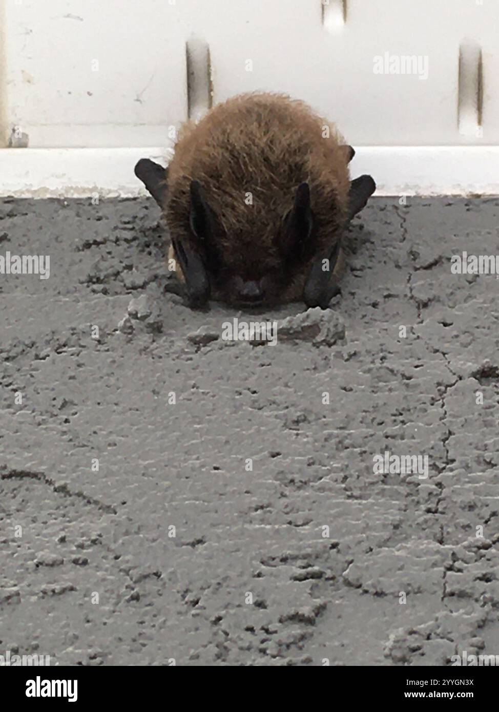 Mouse-eared Bats (Myotis Stock Photo - Alamy