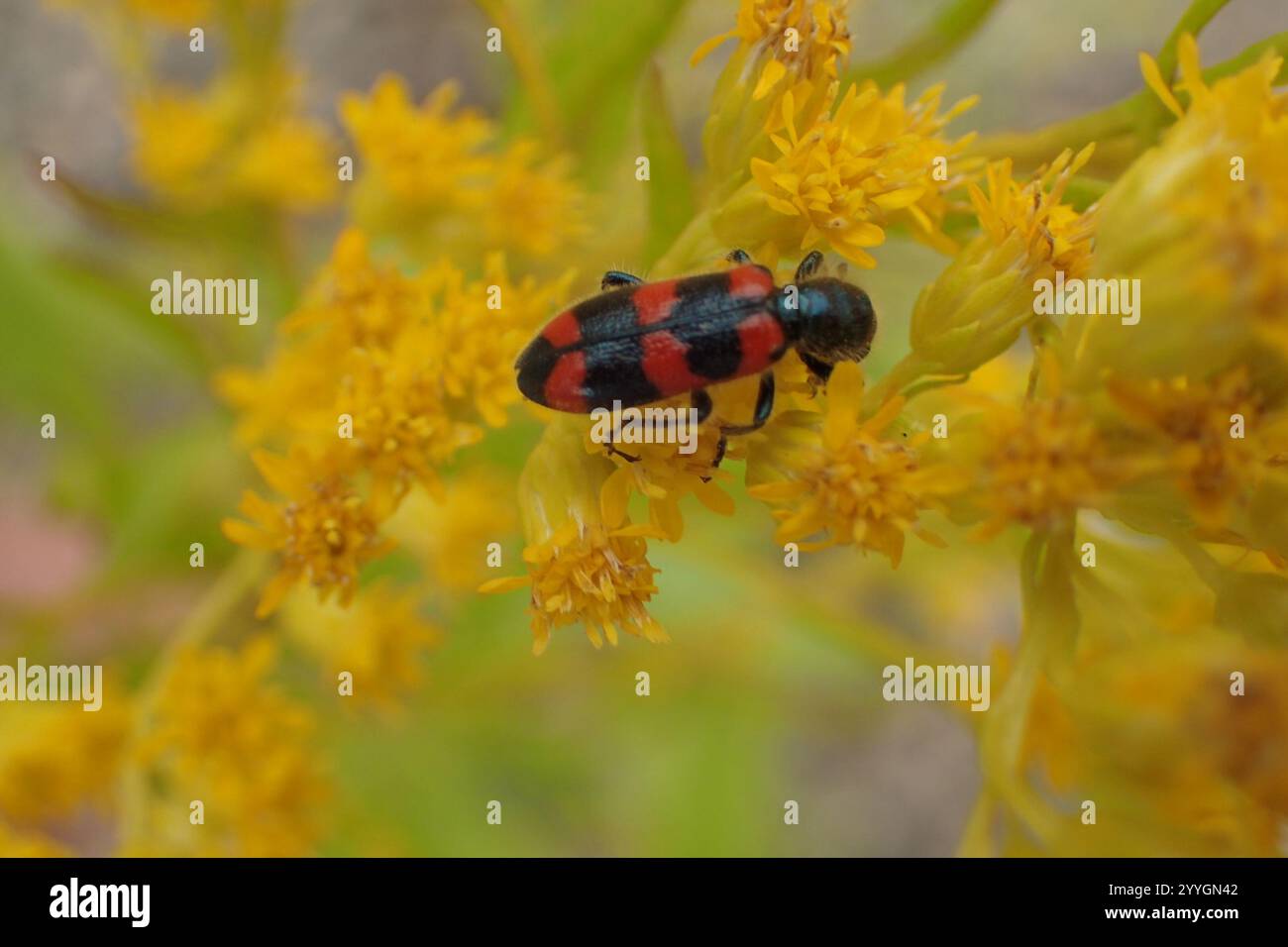Red-blue Checkered Beetle (Trichodes nuttalli Stock Photo - Alamy