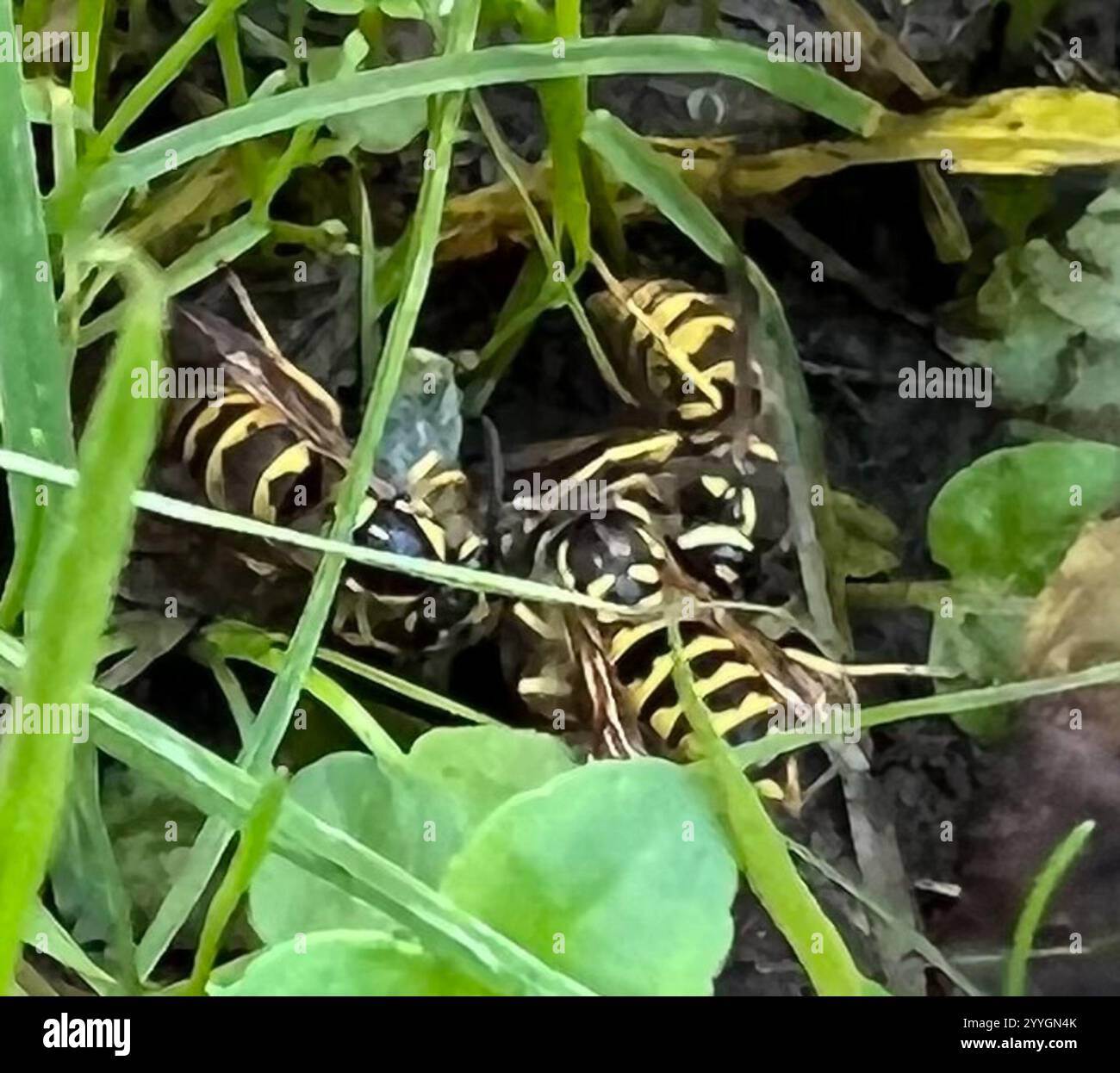 Downy Yellowjacket (Vespula flavopilosa Stock Photo - Alamy
