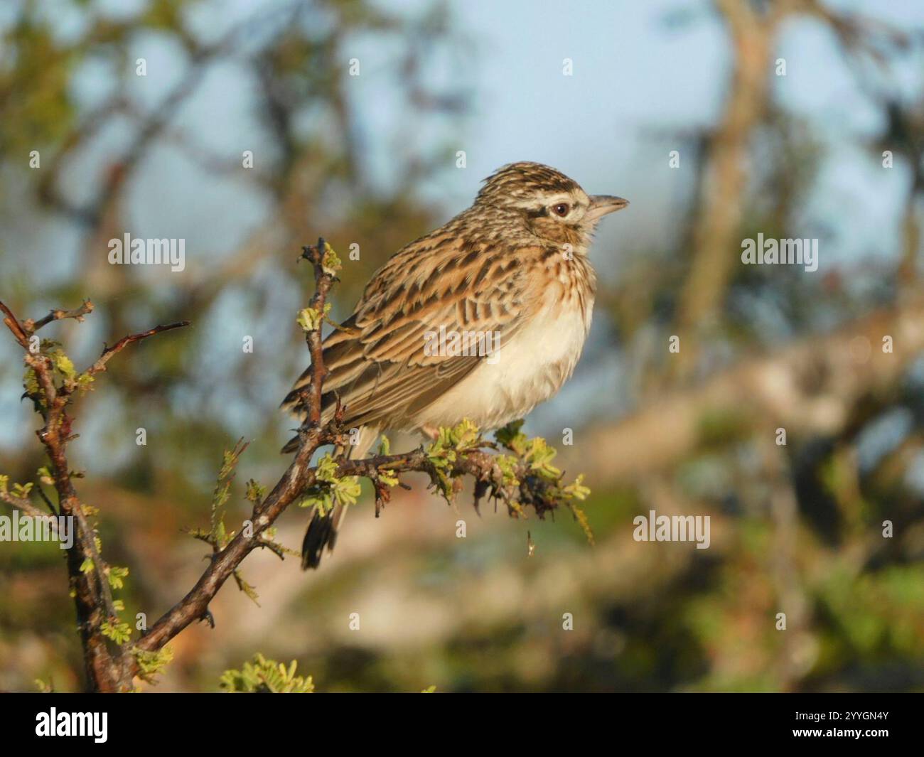 (Calendulauda sabota suffusca Stock Photo - Alamy