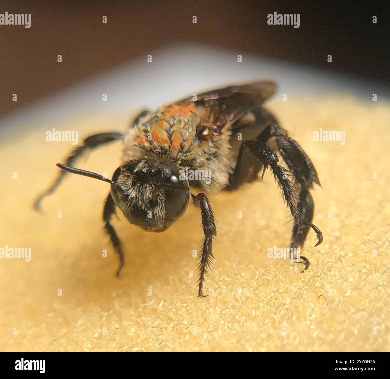 Hibiscus Turret Bee (Ptilothrix bombiformis Stock Photo - Alamy