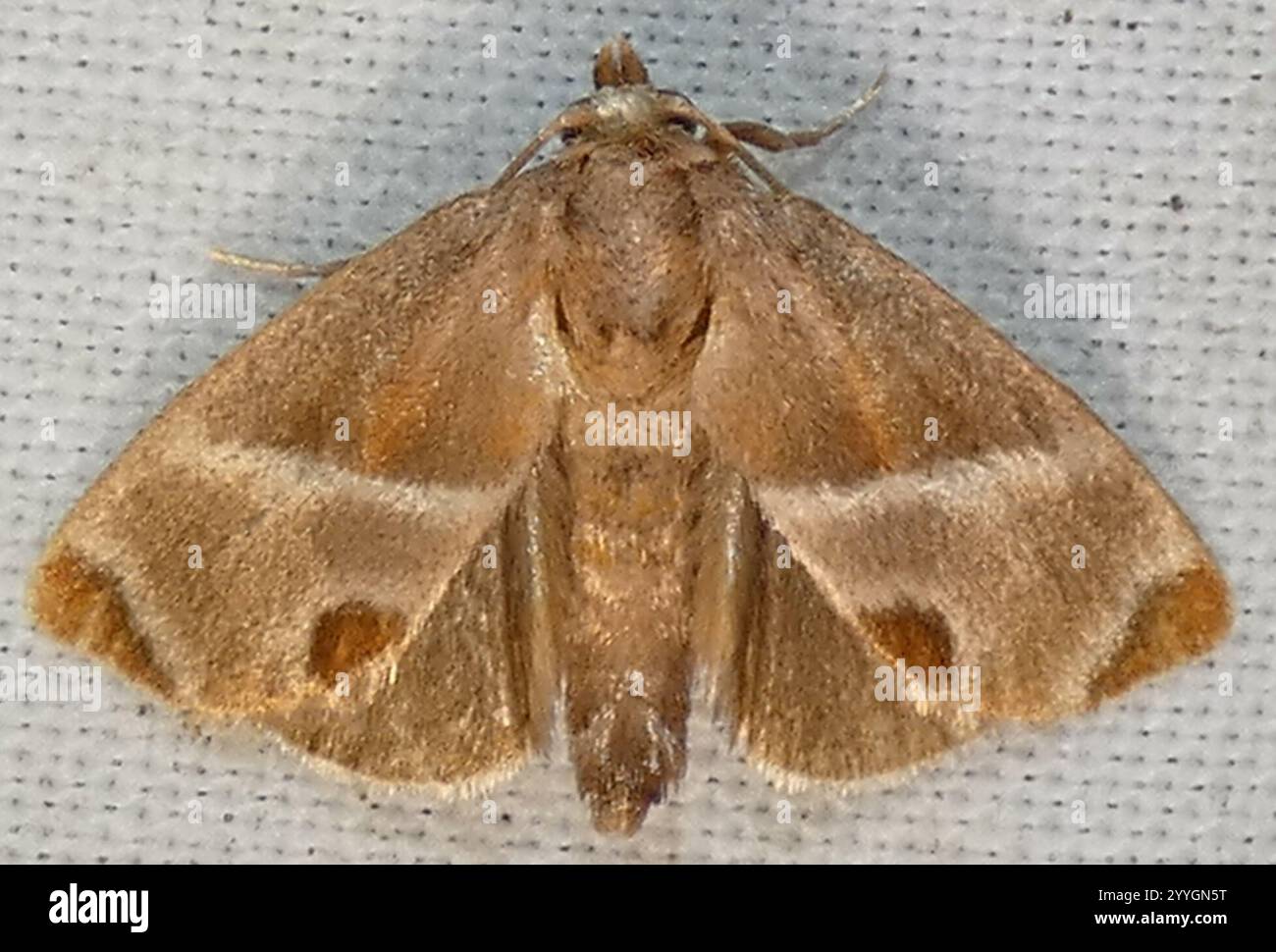 Shagreened Slug Moth (Apoda biguttata Stock Photo - Alamy
