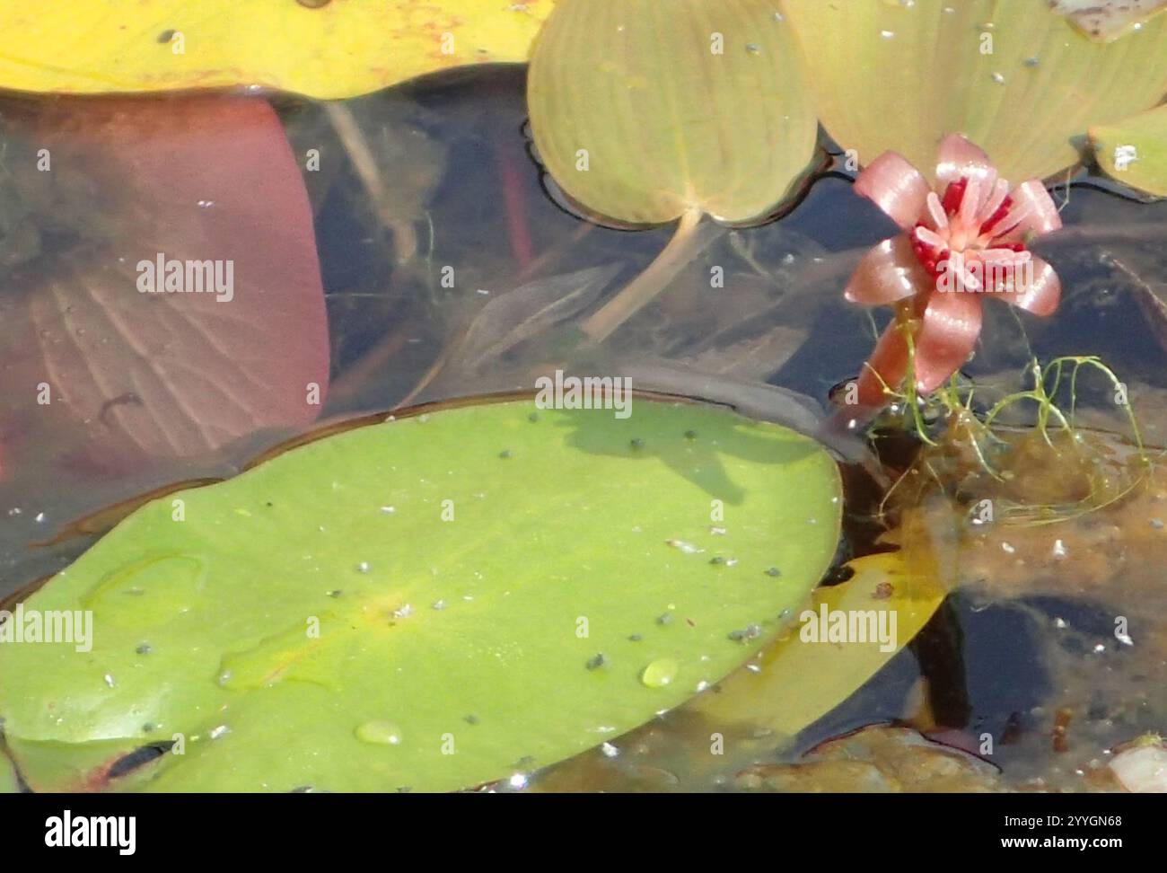 Watershield (Brasenia schreberi Stock Photo - Alamy