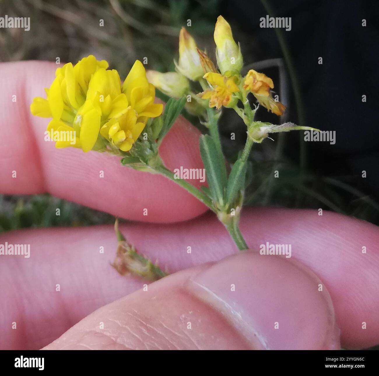 sickle alfalfa (Medicago falcata Stock Photo - Alamy