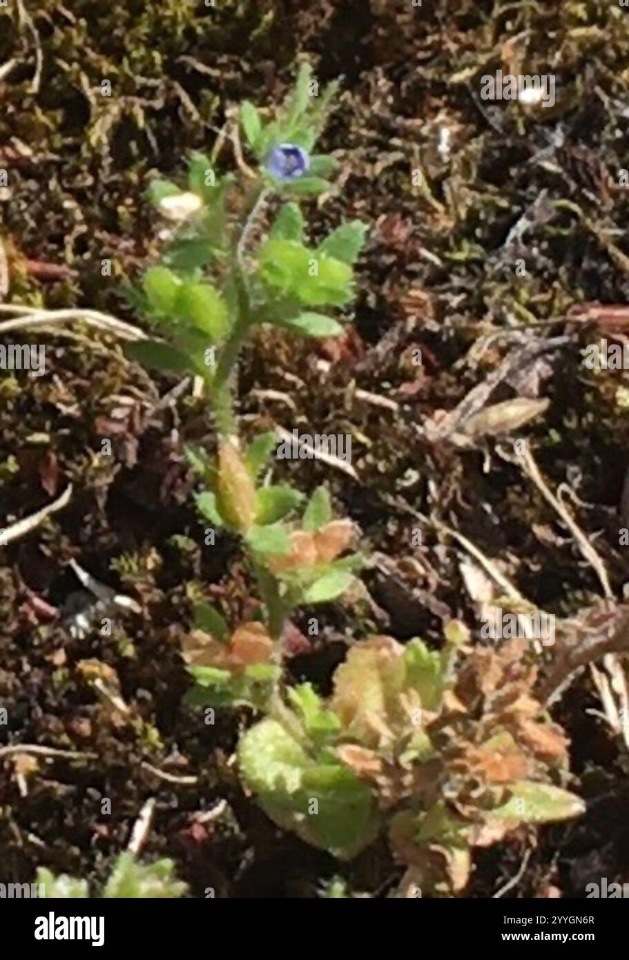 corn speedwell (Veronica arvensis Stock Photo - Alamy