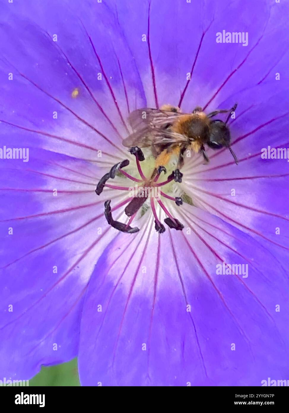 Mining Bees (Andrena Stock Photo - Alamy
